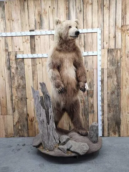 buy a Brown Bear Life-Size Taxidermy Mount online