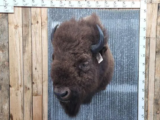 buy an American Buffalo Taxidermy Shoulder Mount online