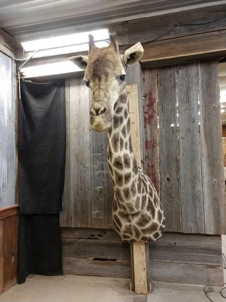 buy an African Giraffe Shoulder Mount Taxidermy online