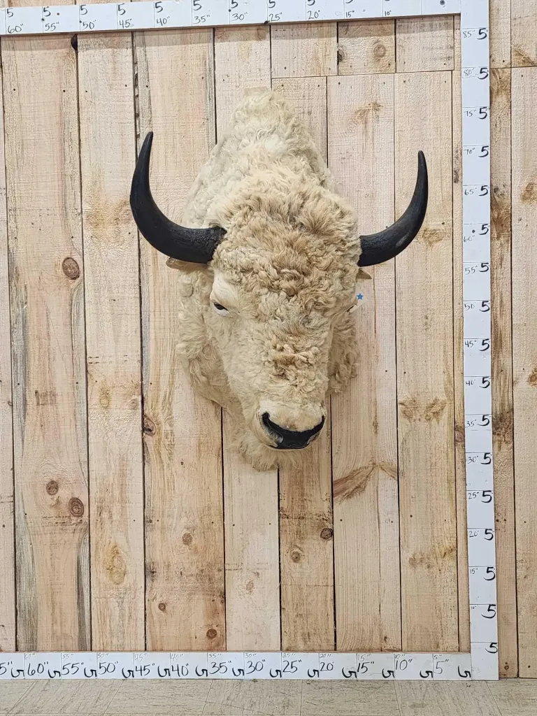 buy a White American Bison Taxidermy Shoulder Mount online