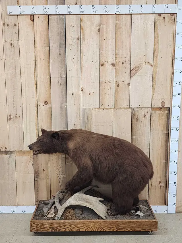 buy a Cinnamon Phase Black Bear Life-Size Taxidermy Mount online