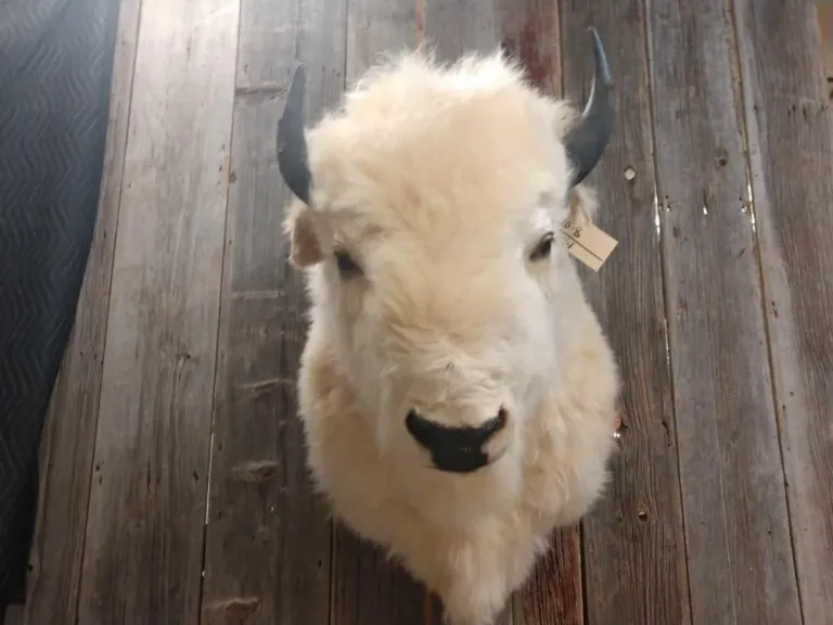 buy a RARE White Buffalo Taxidermy Shoulder Mount online