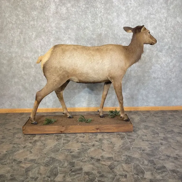 Rocky Mountain Cow Elk Taxidermy Life-Size Mount - taxidermyforsalenearme