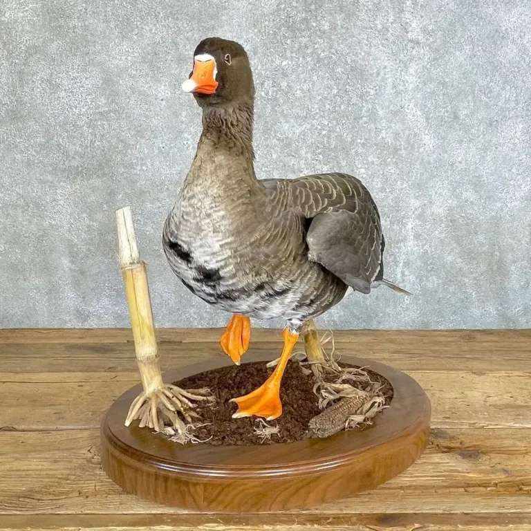 buy a Specklebelly Goose Taxidermy Bird Mount online