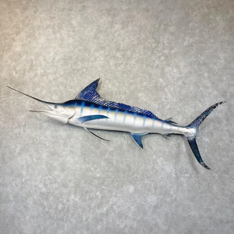 buy a Striped Marlin Taxidermy Fish Mount online